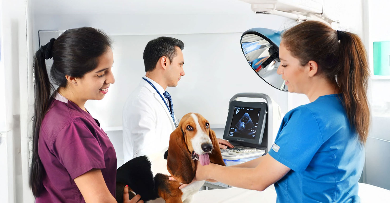 ¿Tu perro tiene el corazón grande? Infórmate aquí | Cuore